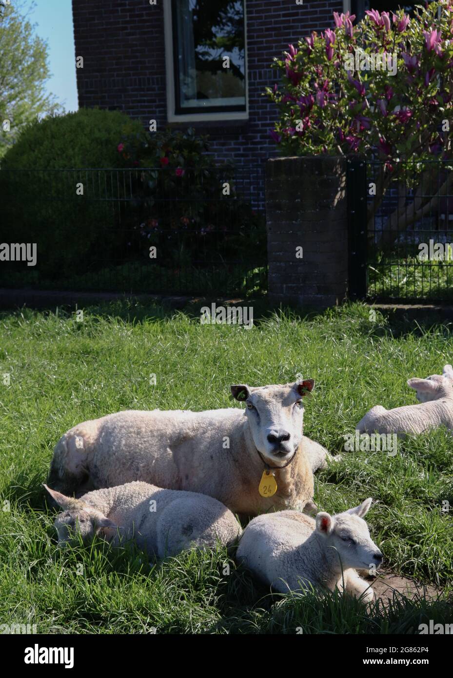Sheep with small lambs relaxing on green grass Stock Photo - Alamy