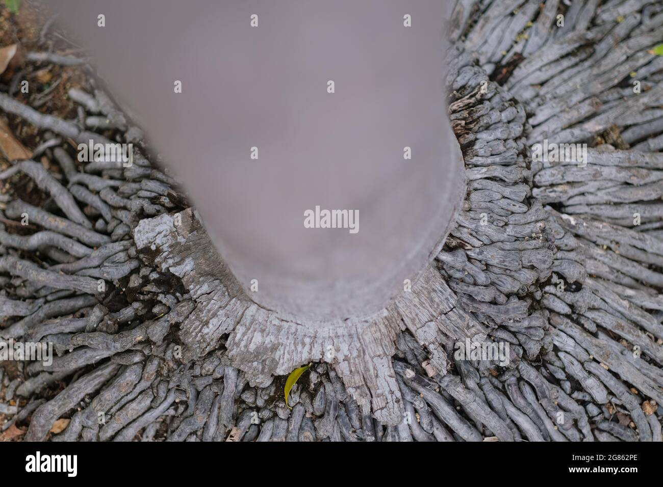 Tree root system hi-res stock photography and images - Alamy