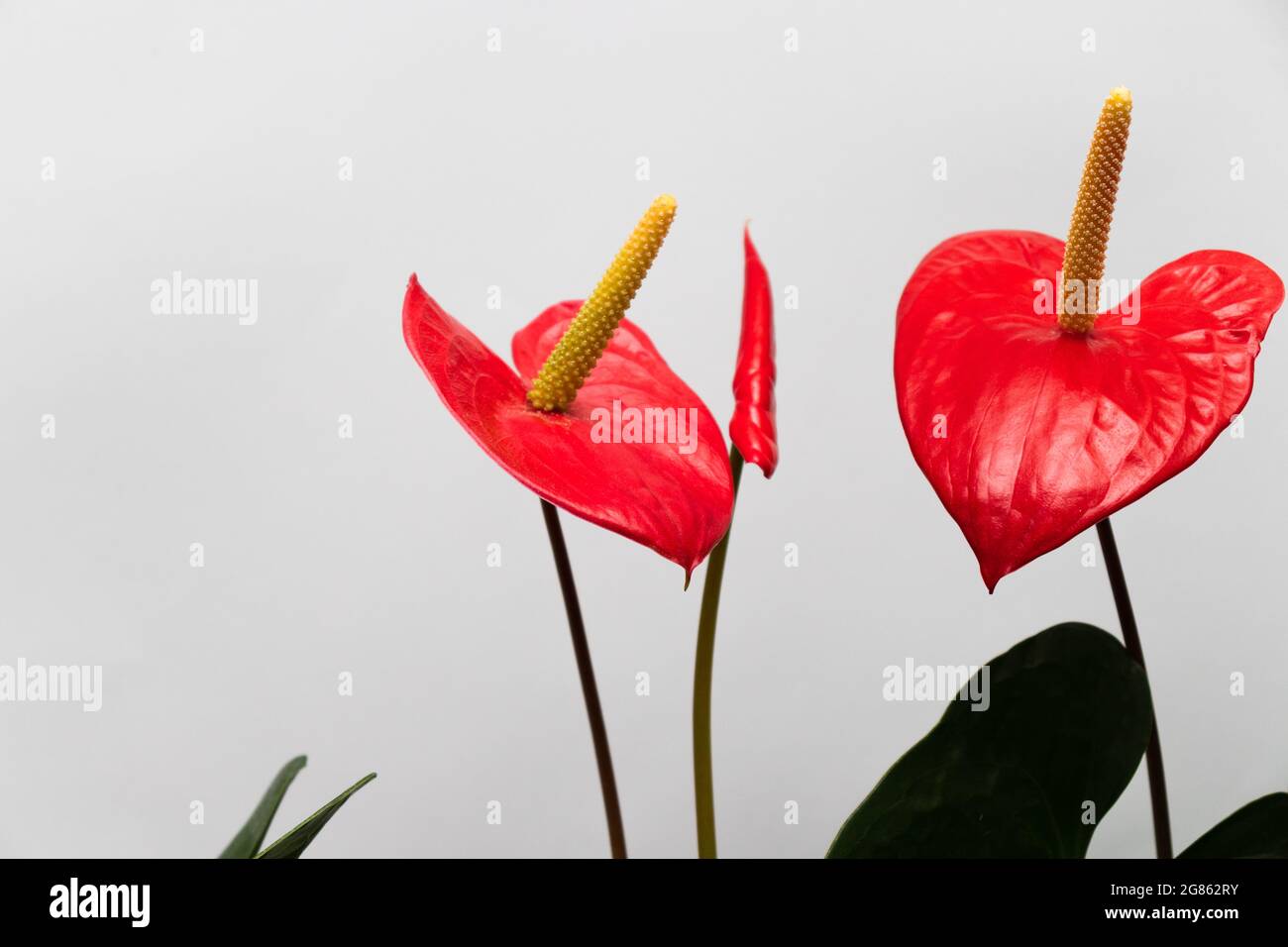 Bud shape flowers hi-res stock photography and images - Alamy