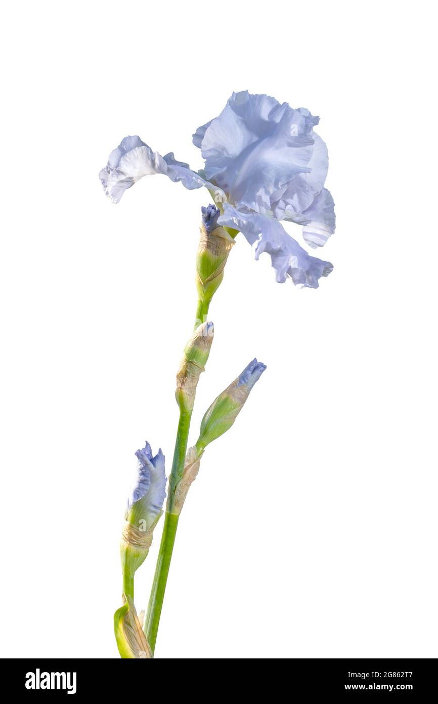 Light blue iris isolated on white background Stock Photo - Alamy