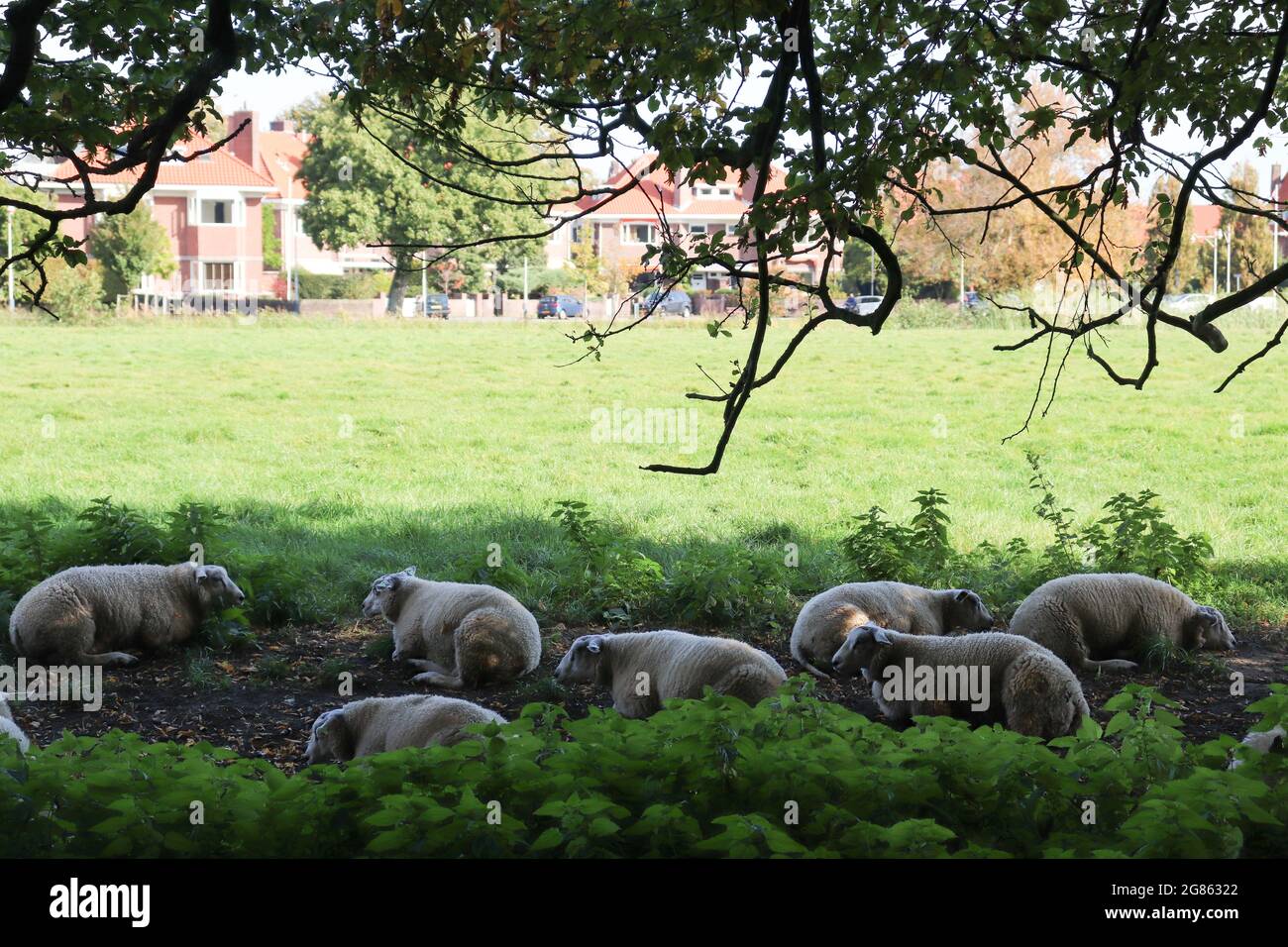 Flock of sheep relaxing in a shadow. Sheep under tree Stock Photo - Alamy