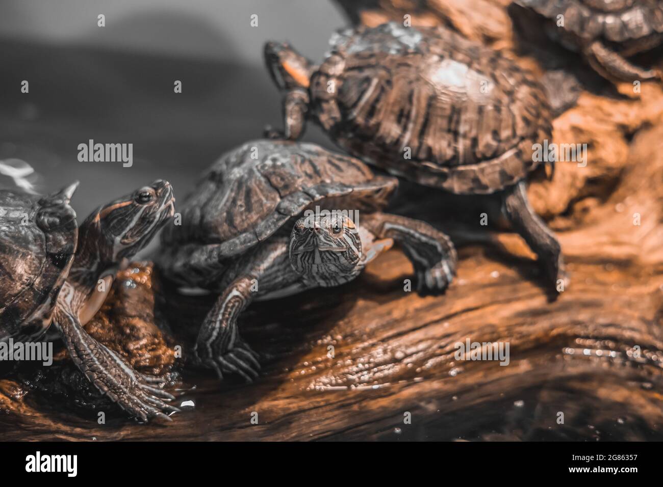 Trachemys scripta scale hi-res stock photography and images - Alamy
