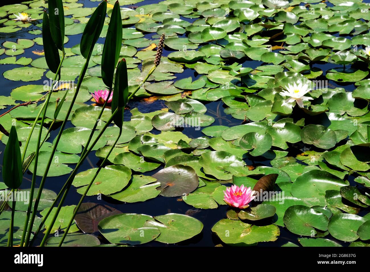 emergent vegetation – Lily flowers Stock Photo - Alamy