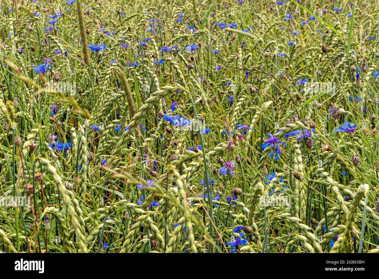 Grain field with cornflowers (Centaurea cyanus), organic farming ...