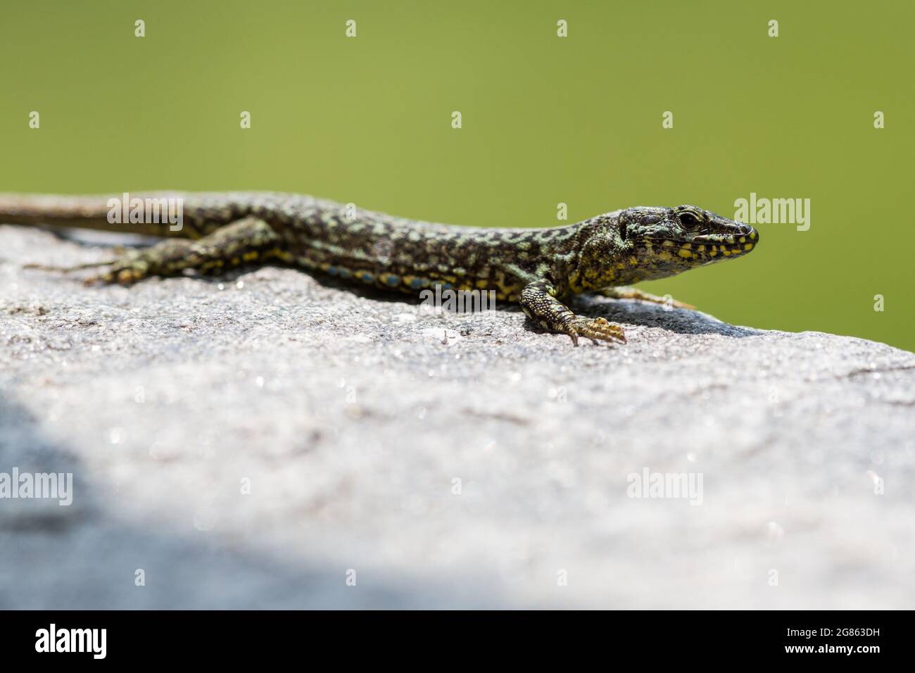 side view one european wall lizard (podarcis muralis) on granite stone ...