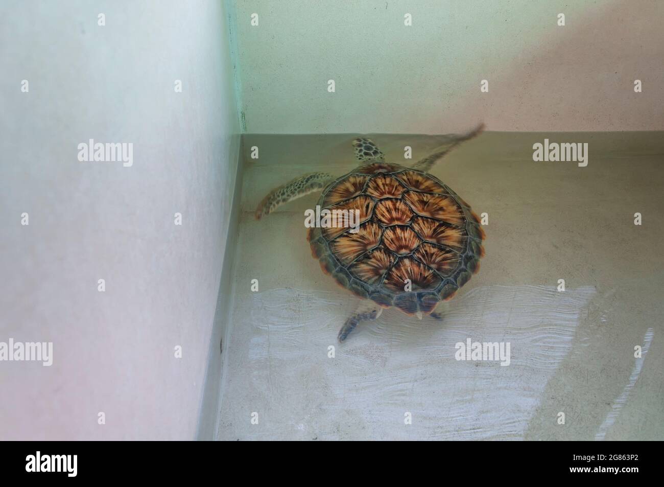 a young green sea turtle in a small water enclosure at a sanctuary on ...