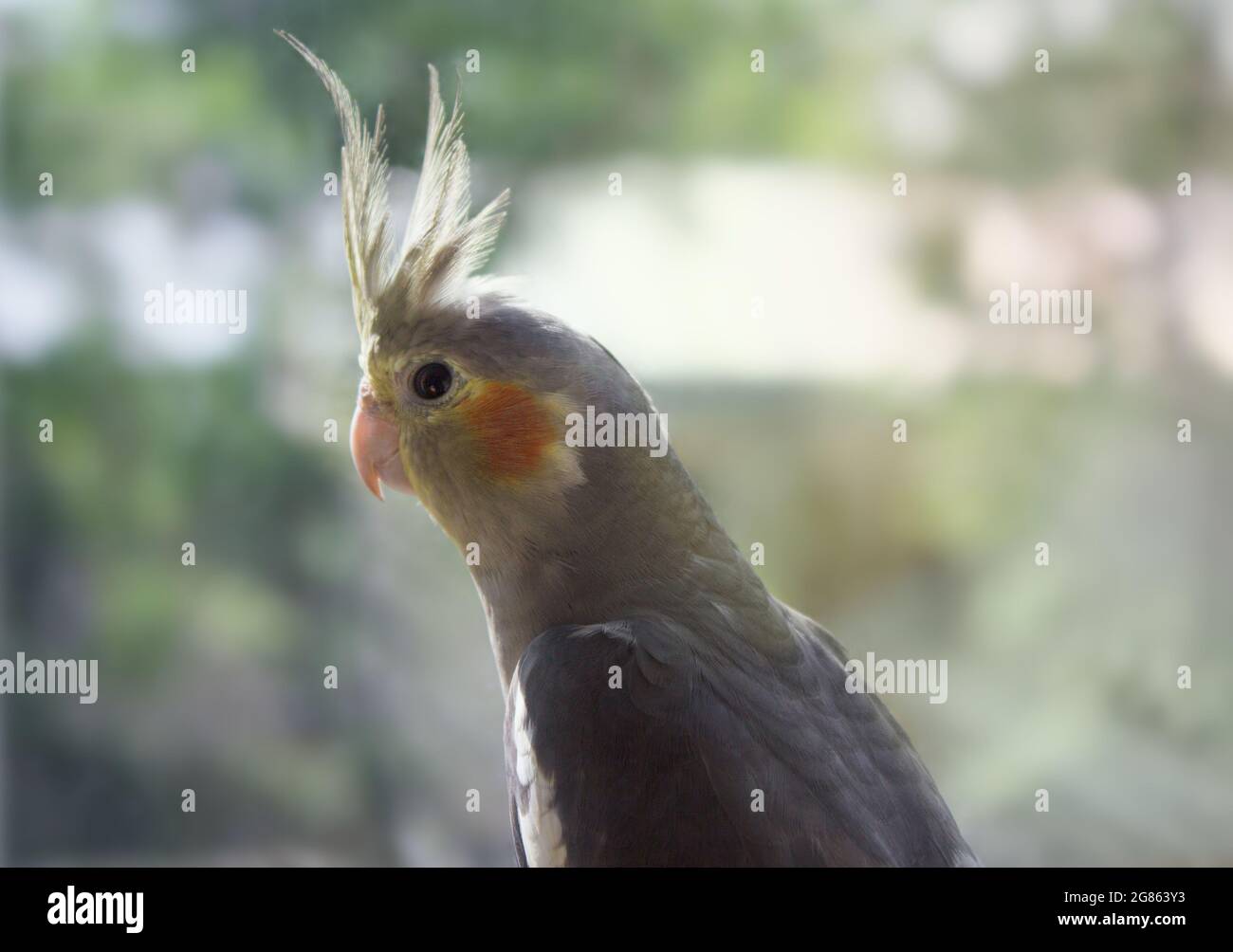 Female cockatiel hi-res stock photography and images - Alamy