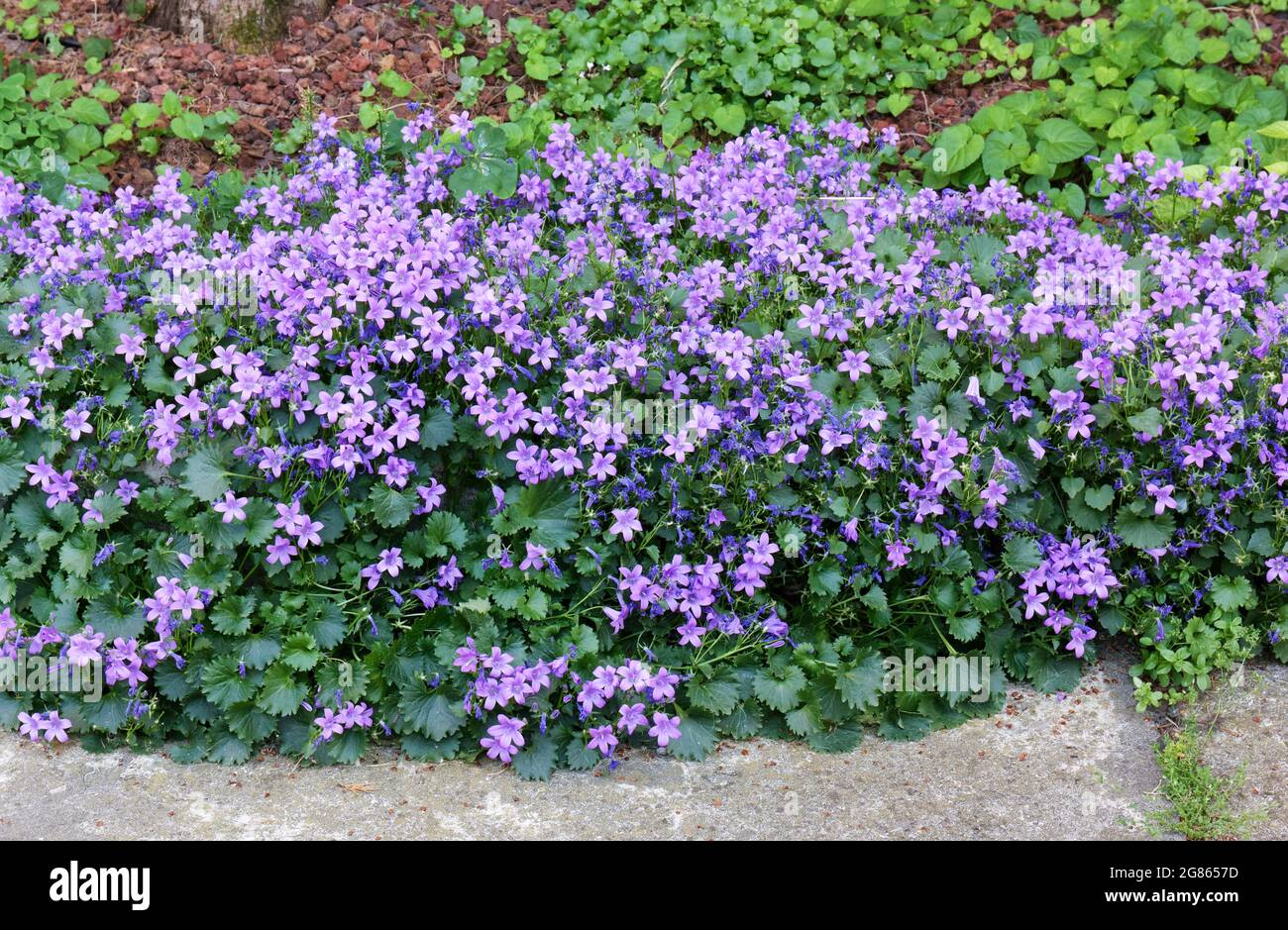 Flowerbed of violets next to a sidewalk Stock Photo - Alamy