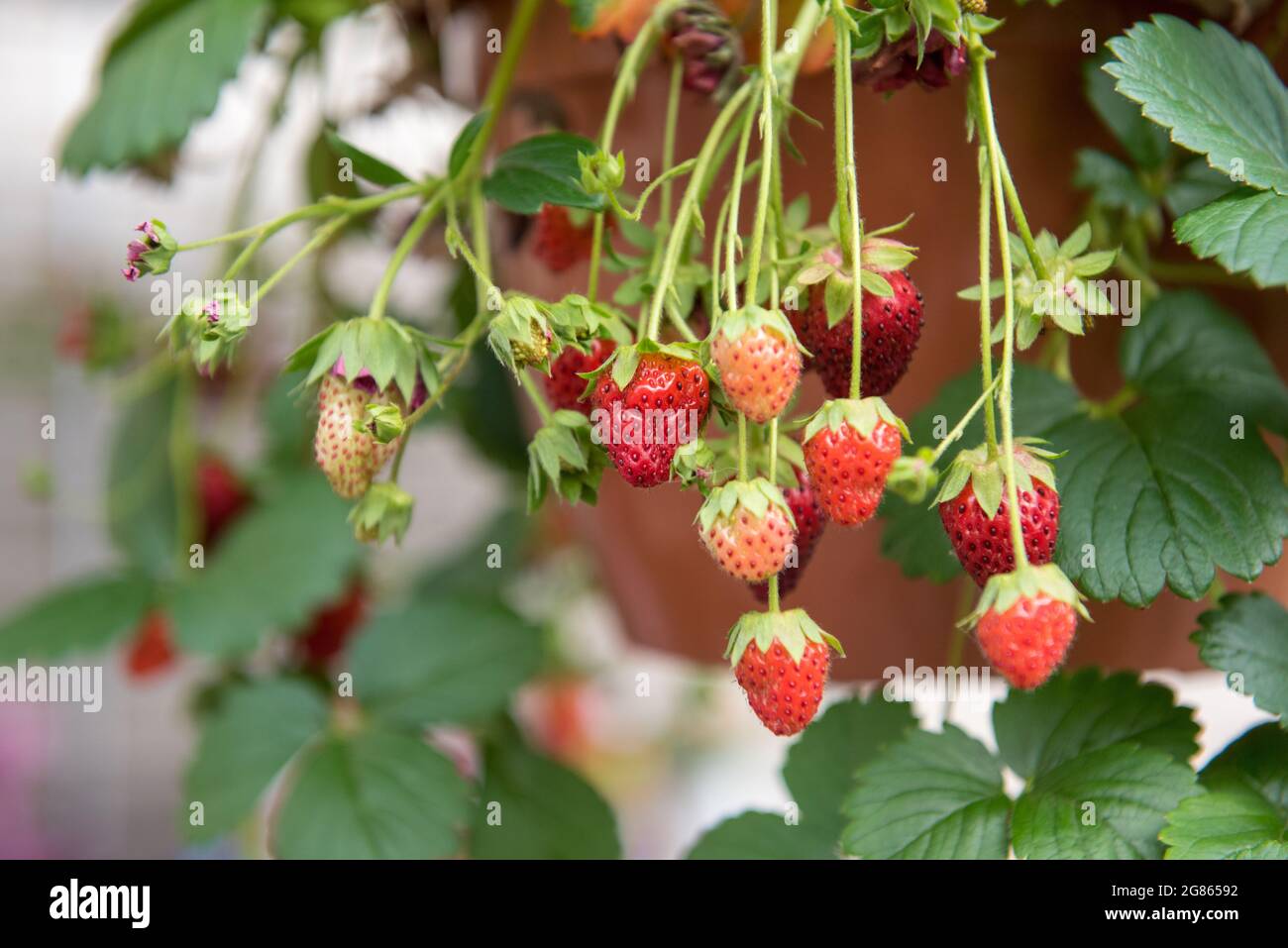 Greenhouse potted strawberry plant hi-res stock photography and images ...