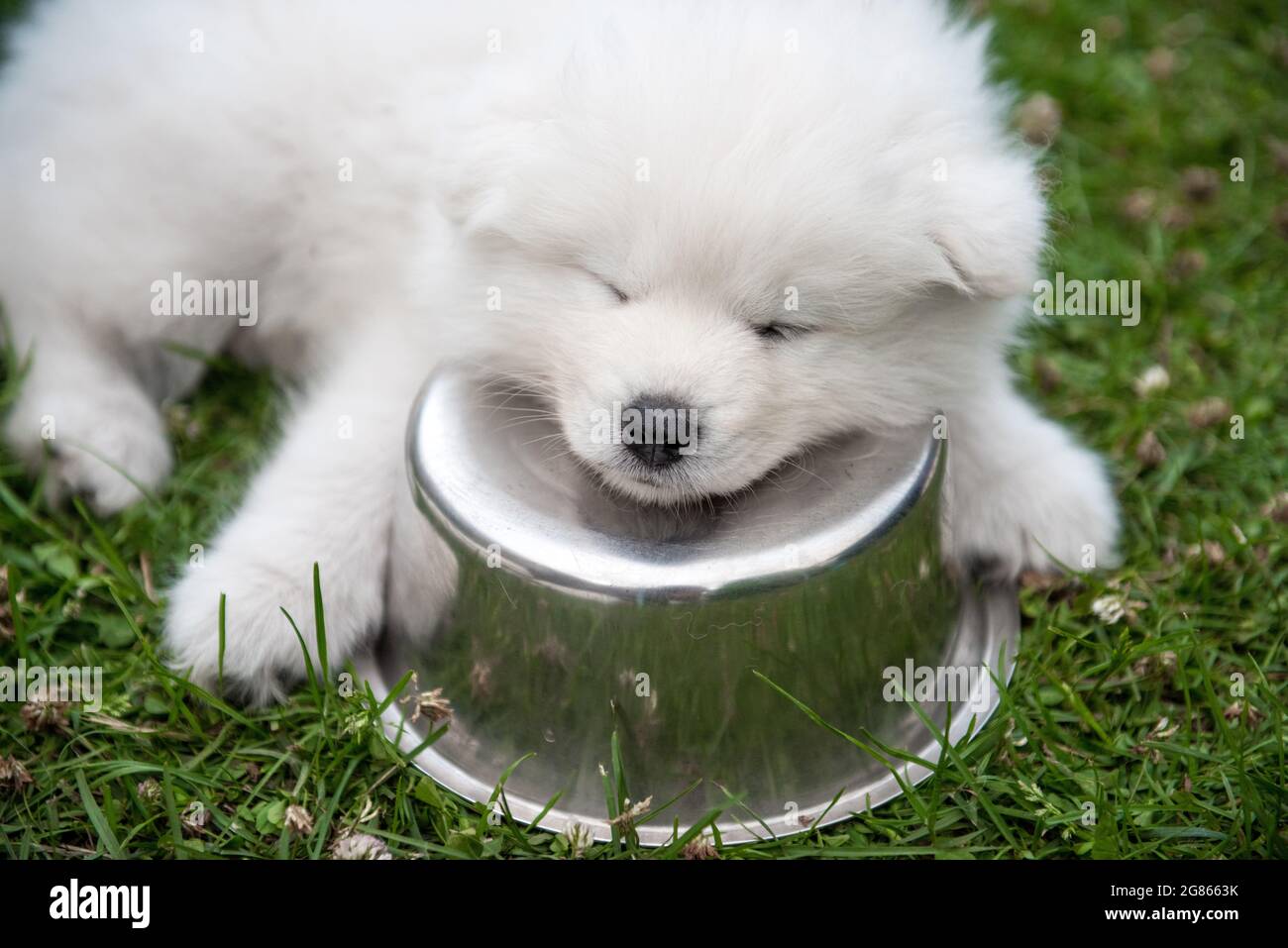 White small Samoyed puppy dog is sleeping with a bowl Stock Photo - Alamy