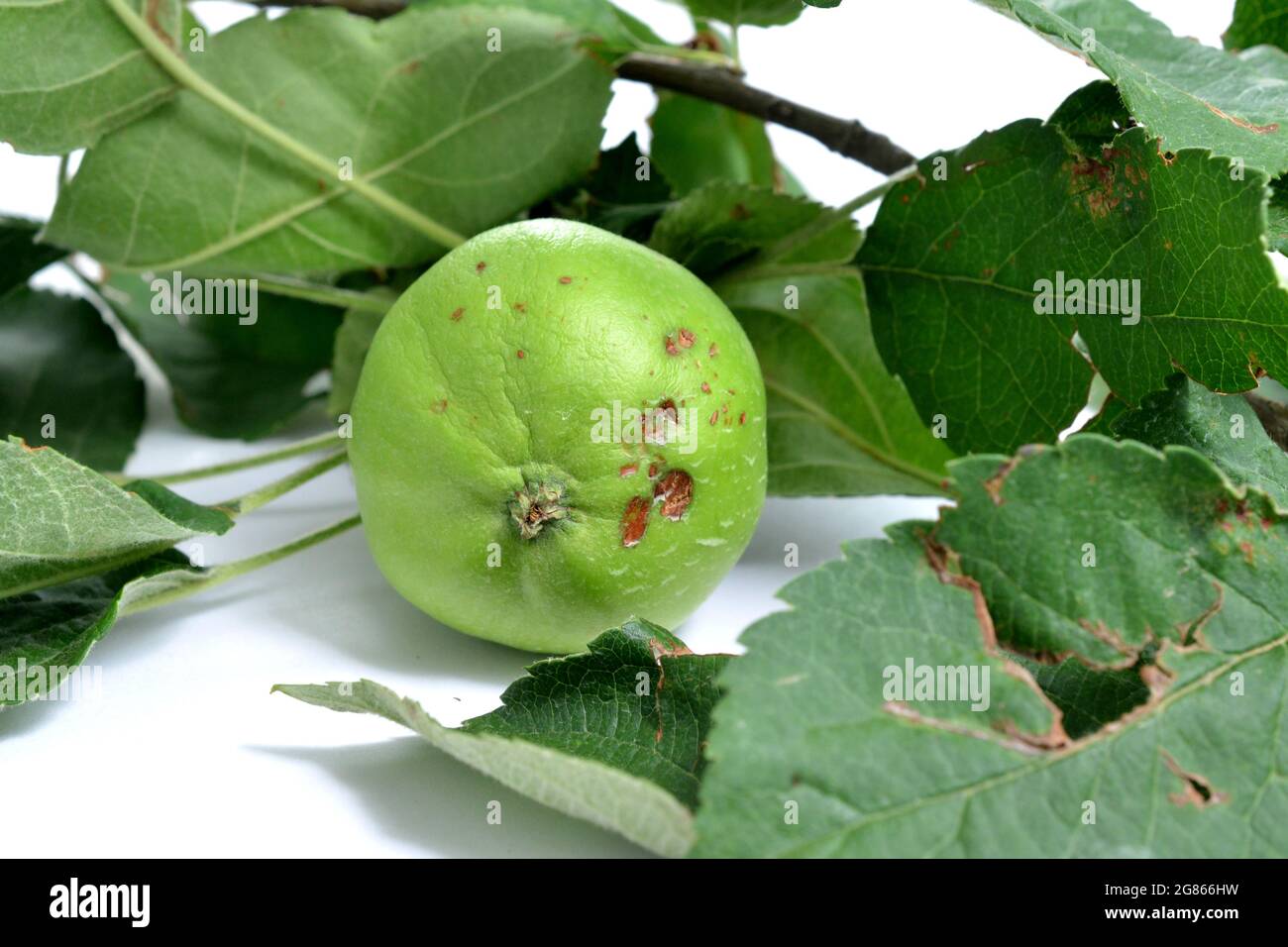apple fruits damaged by heavy hail stom .pictured in studio Stock Photo ...