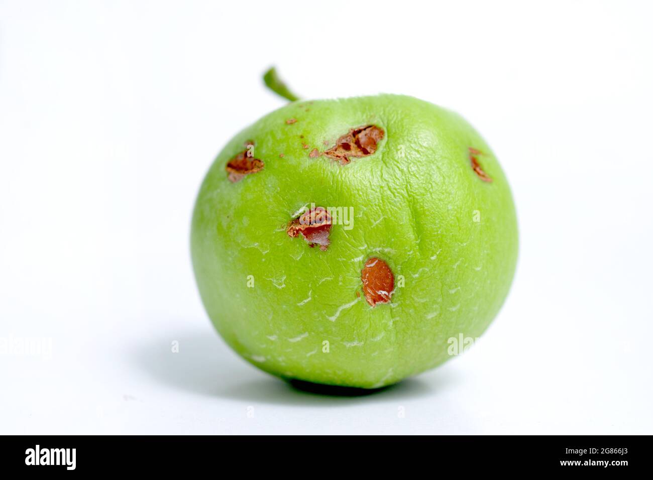 apple fruits damaged by heavy hail stom .pictured in studio Stock Photo ...