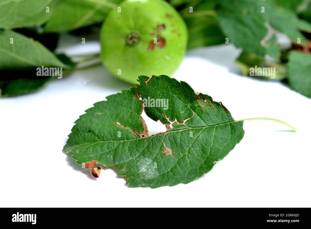 apple fruits damaged by heavy hail stom .pictured in studio Stock Photo ...