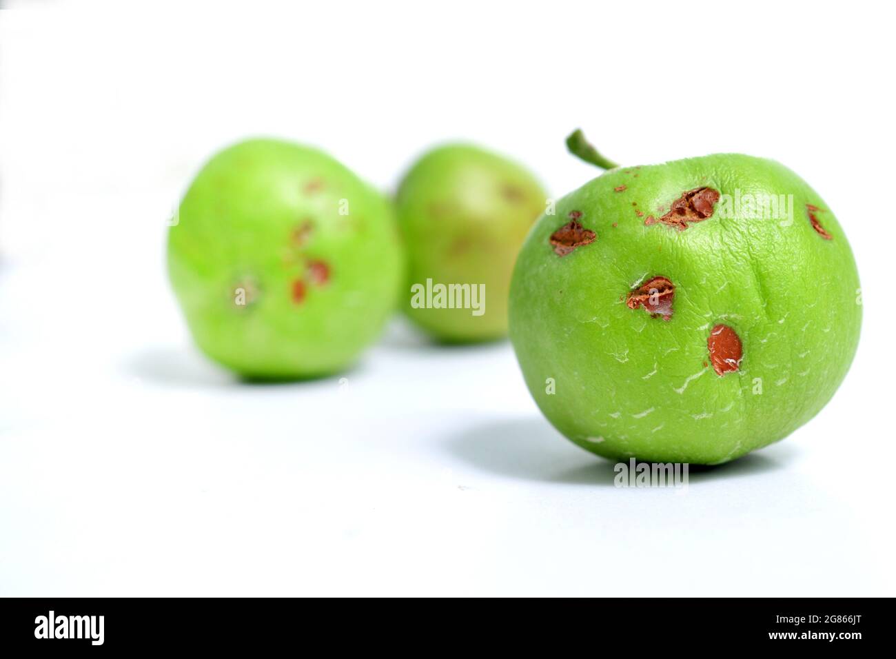 apple fruits damaged by heavy hail stom .pictured in studio Stock Photo ...