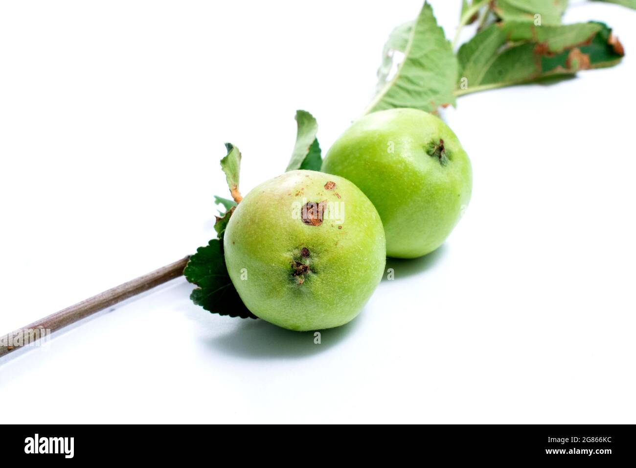 apple fruits damaged by heavy hail stom .pictured in studio Stock Photo ...