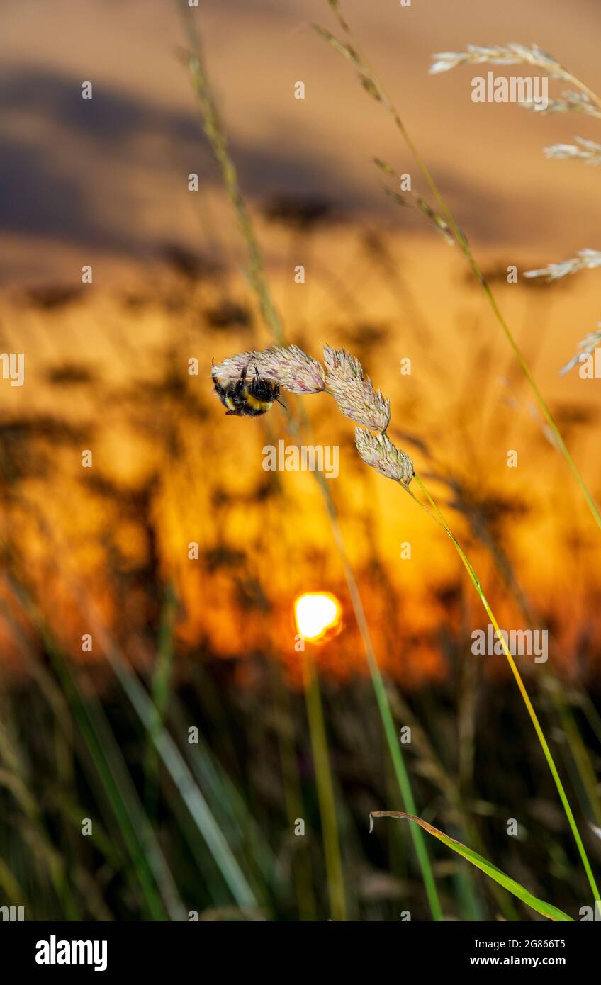 Dormant seed hi-res stock photography and images - Alamy