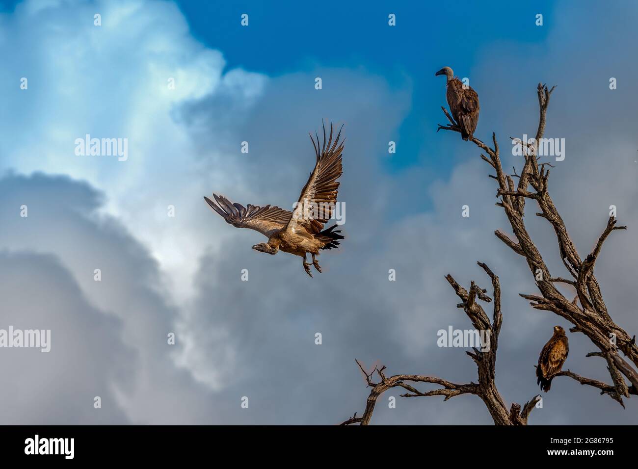 Human carcass hi-res stock photography and images - Alamy