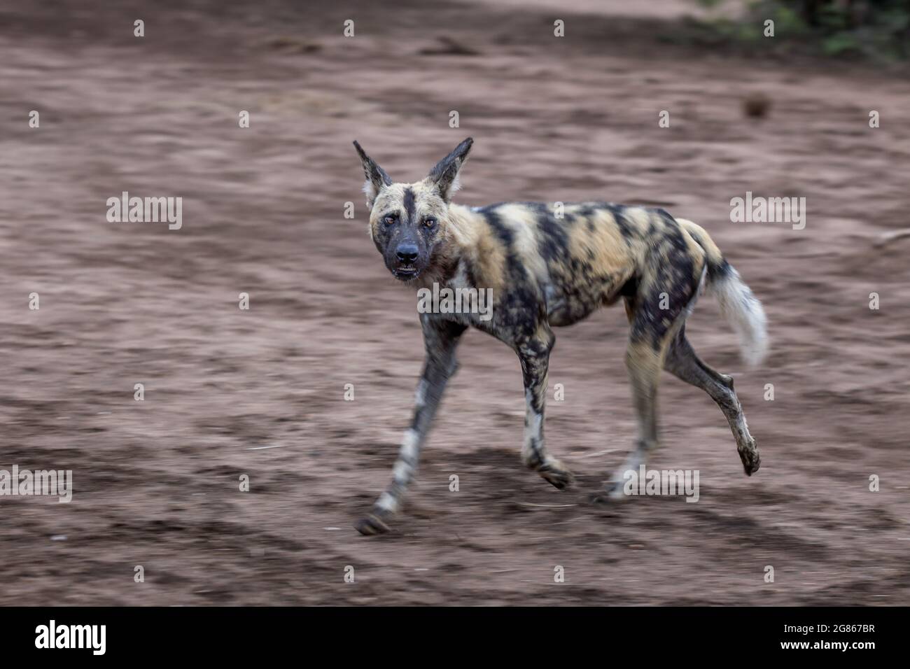 The African wild dog, Lycaon pictus, also known as the painted dog ...