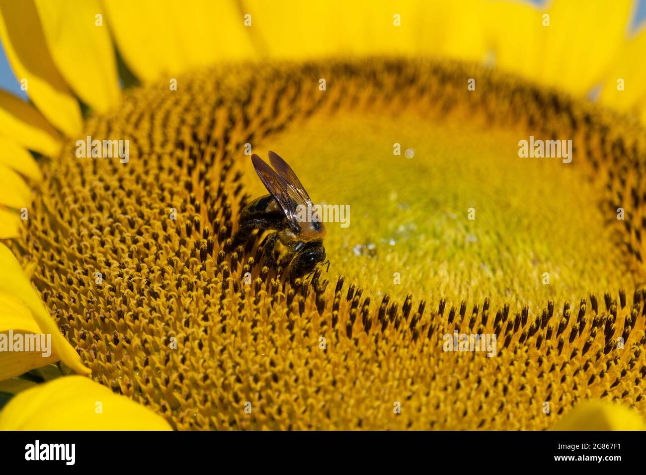 Bumblebee collecting pollen from a sunflower. Macro view Stock Photo ...