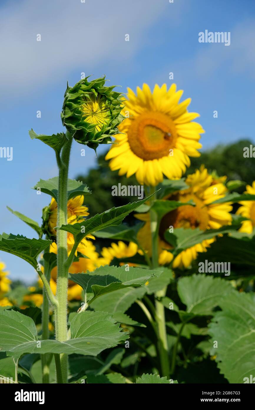 Sunflower opening in the morning sun with blue sky and whispy clouds ...
