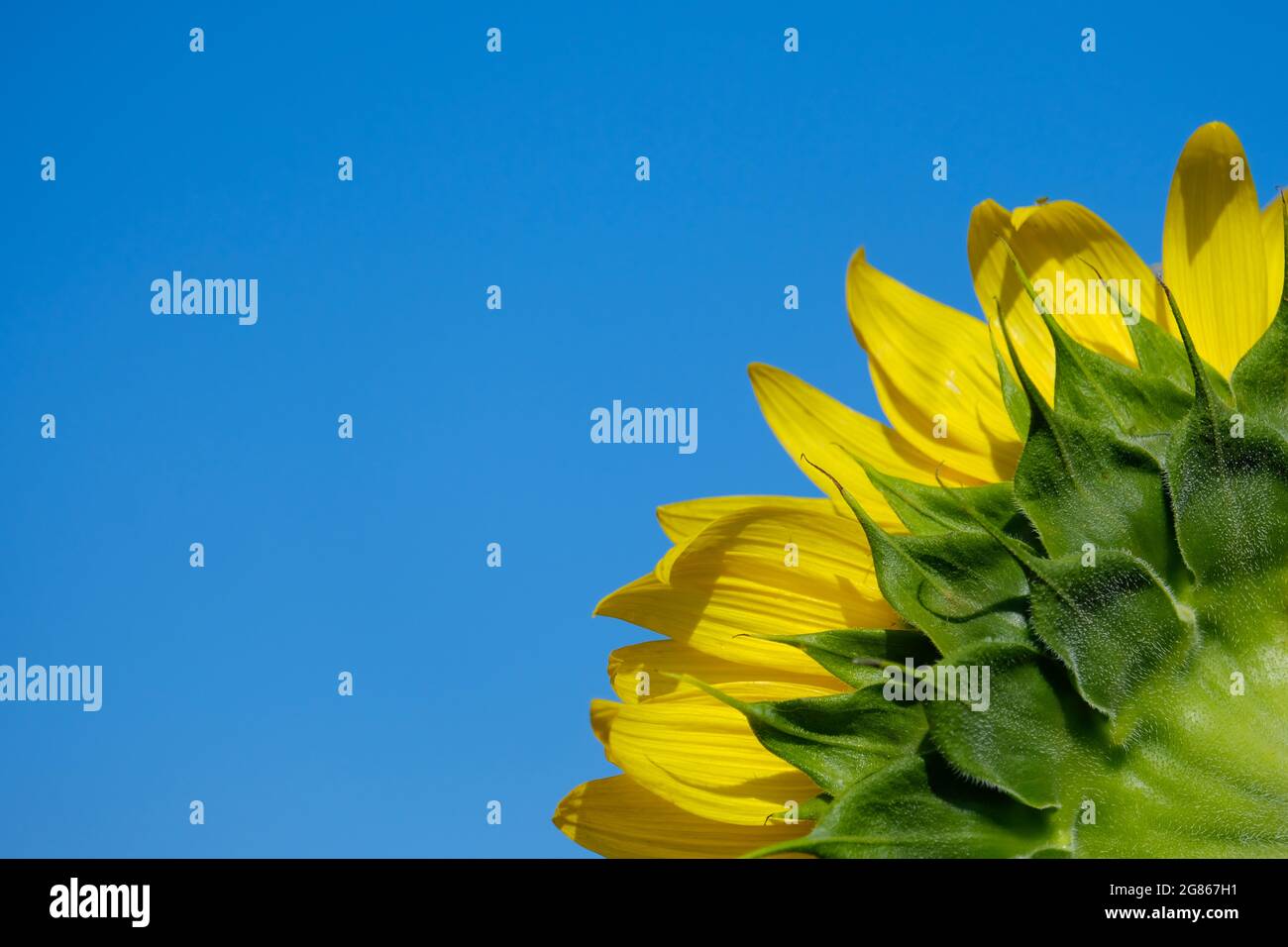 Vibrant sunflower seen from back in close up with blue sky and negative ...