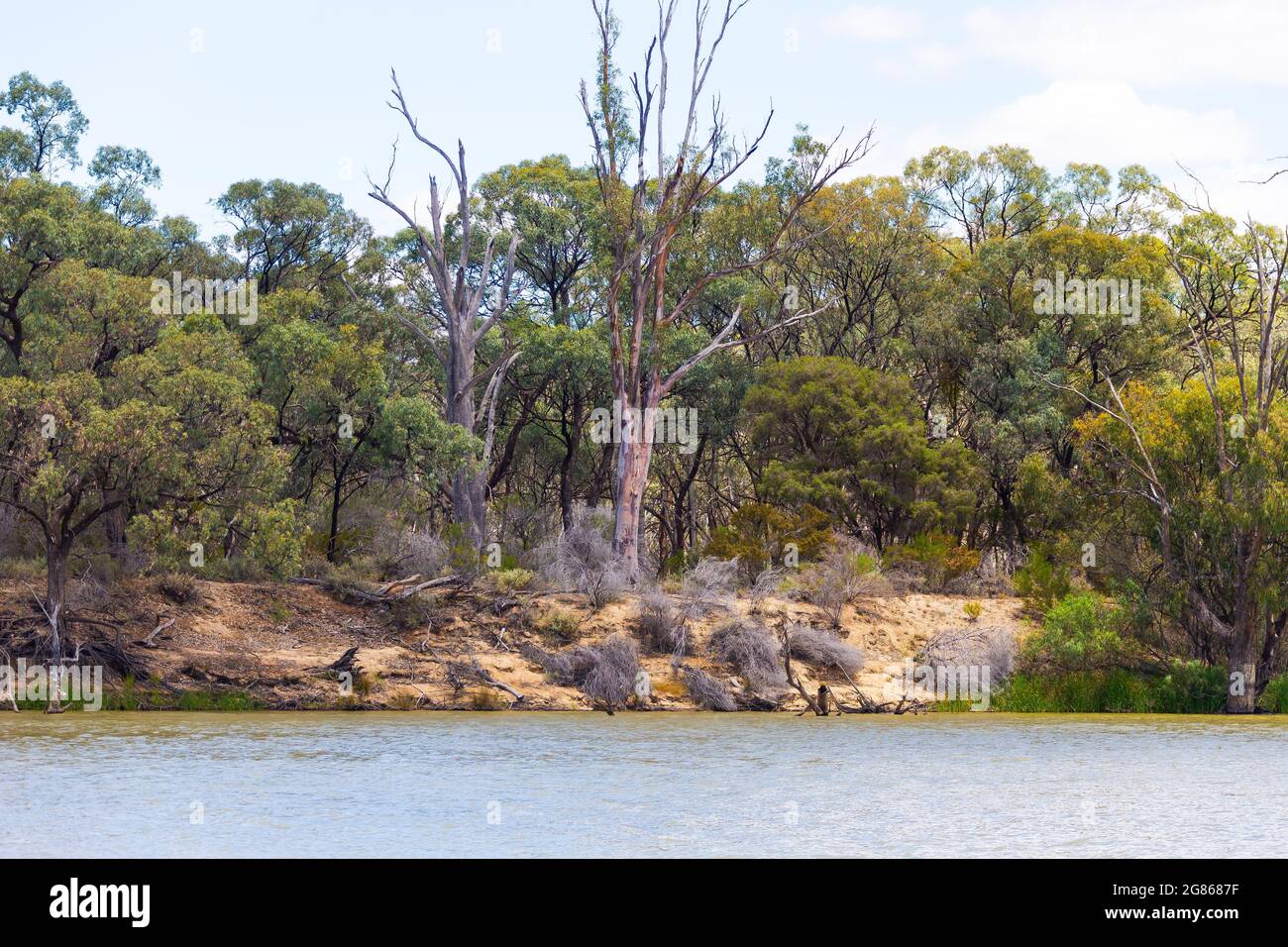 Murray River bank across from Dareton, NSW, Australia. Victoria side ...