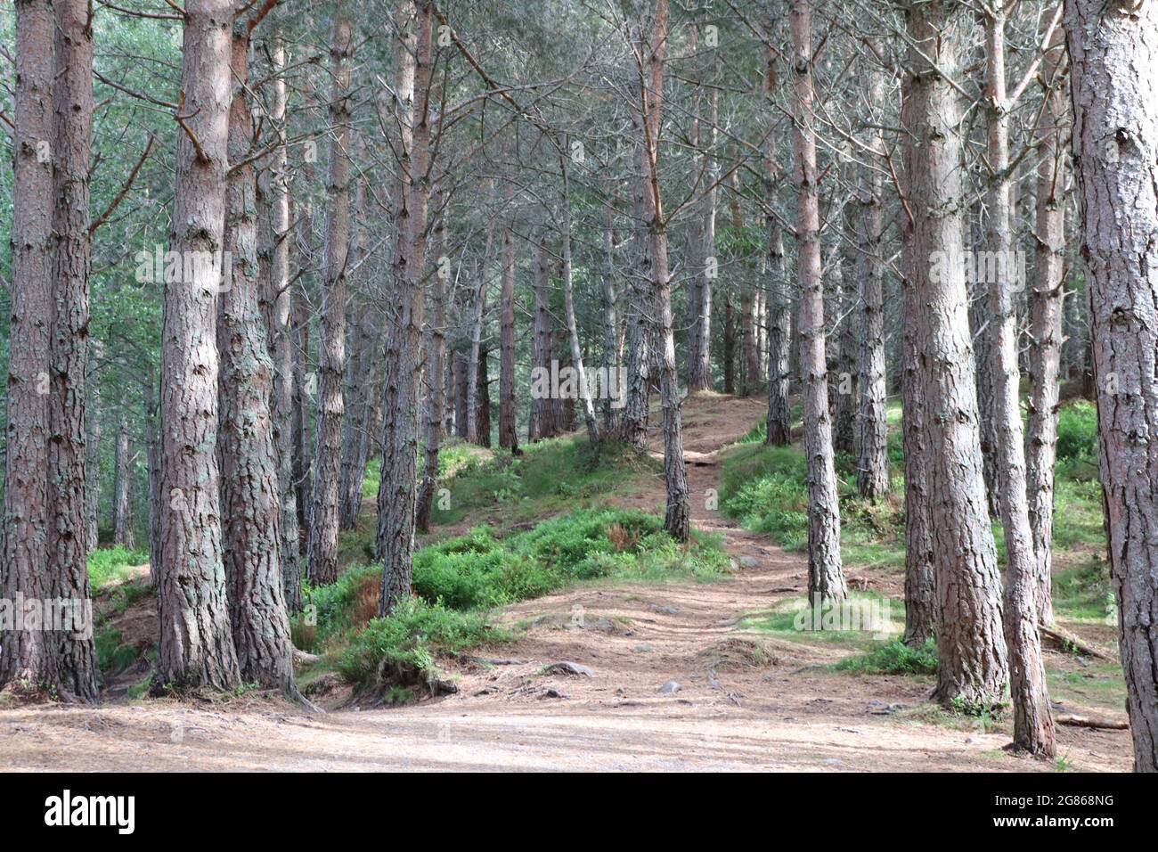 Woodland path and tree trunks Stock Photo - Alamy