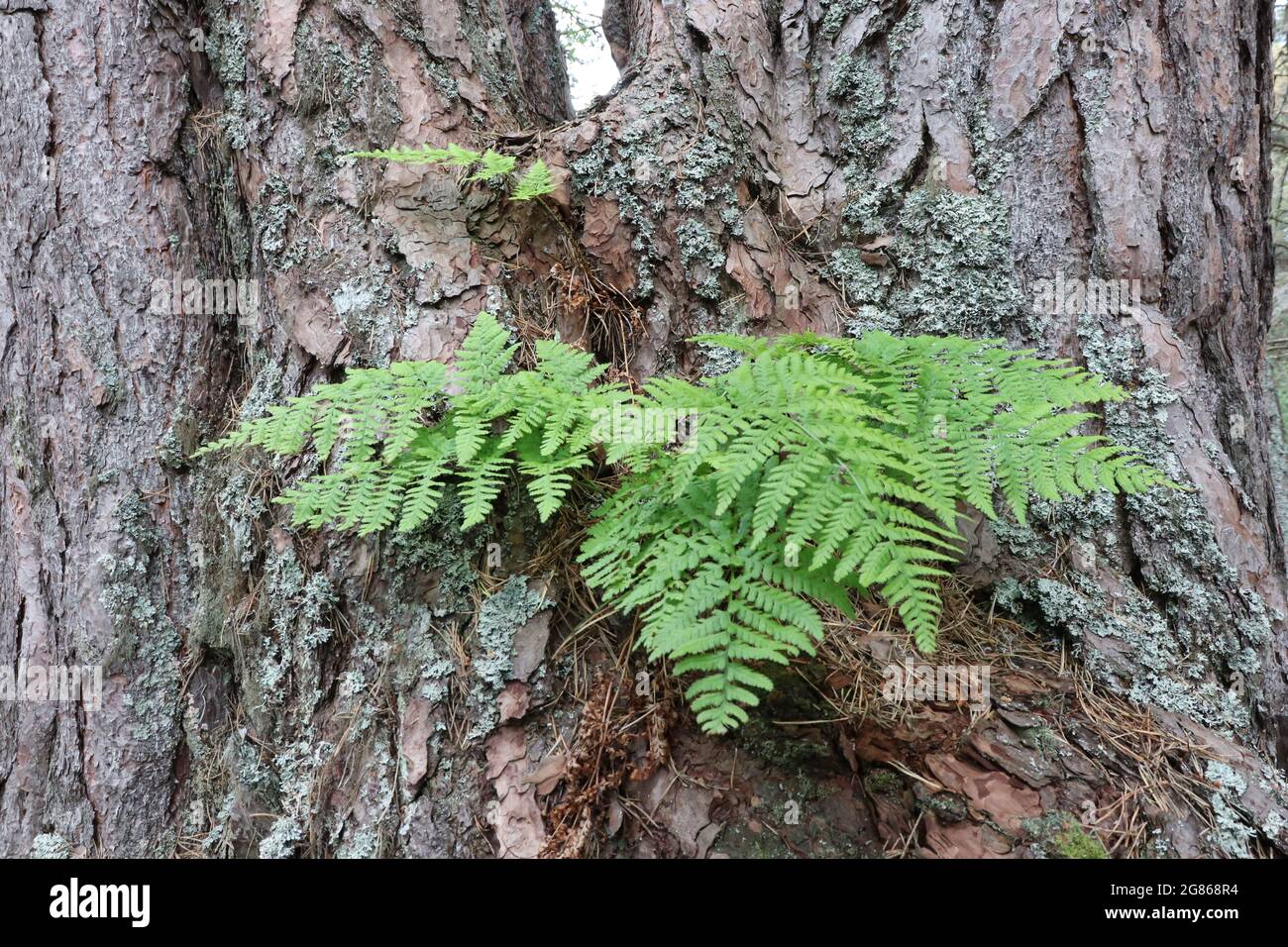 Ferns growing in tree trunk Stock Photo - Alamy