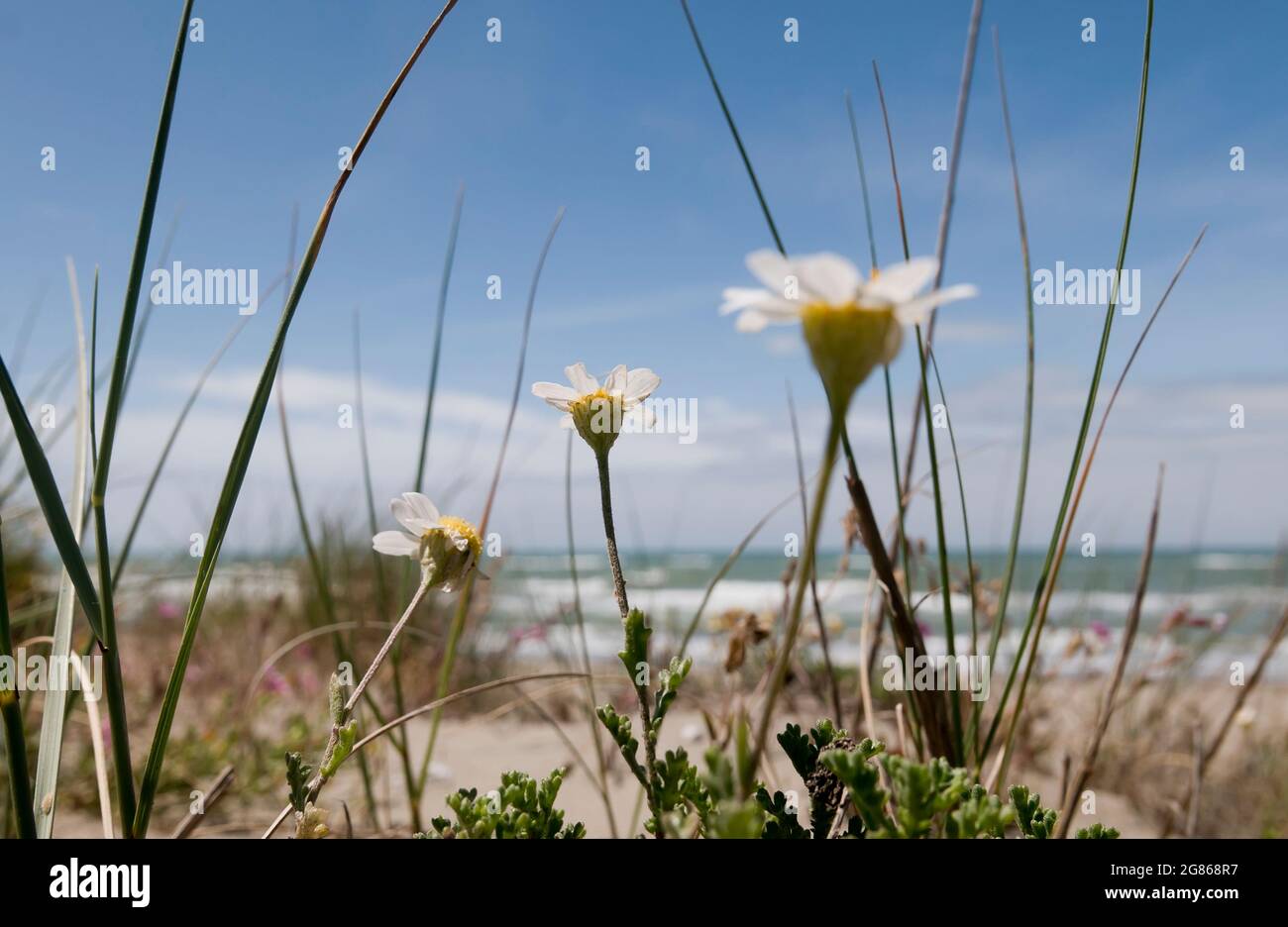 Mediterranean beach daisy hi-res stock photography and images - Alamy