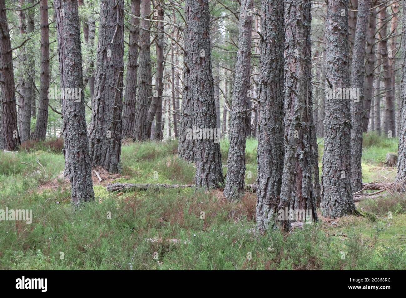 Tree trunks and undergrowth Stock Photo - Alamy