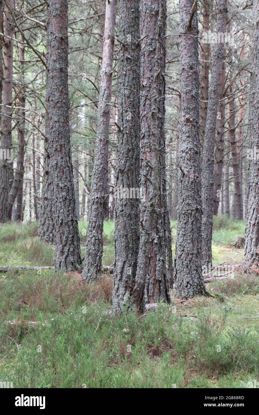 Tree trunks and undergrowth Stock Photo - Alamy