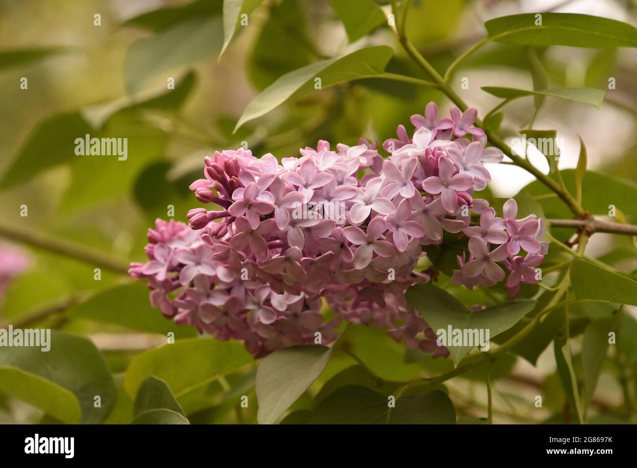Pretty purple lilacs blooming and flowering in a garden Stock Photo - Alamy