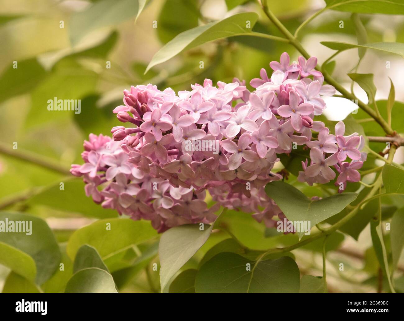 Late spring blossoms on a flowering lilac bush Stock Photo - Alamy