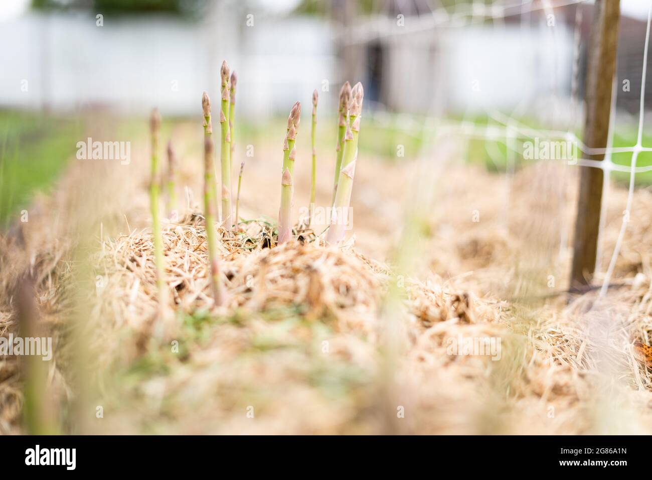 The first sprouts of asparagus in spring grow in the garden close-up ...