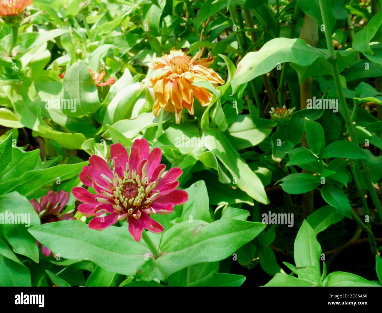 Daisy pink color flower closeup shot at natural garden field, nature ...