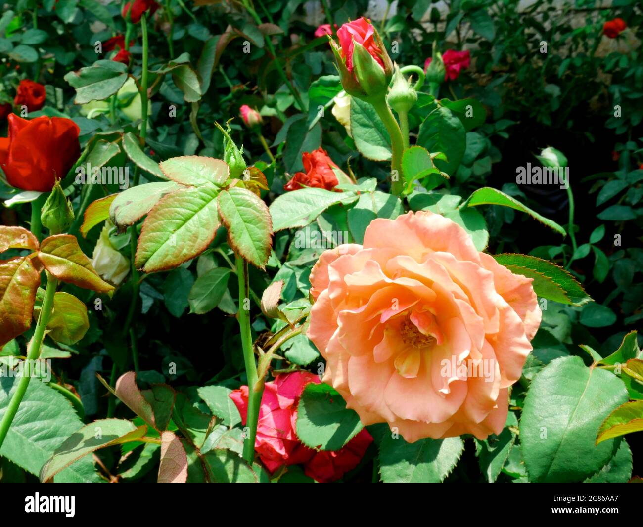 Rose in Orange color flower displayed at beautiful park field, Flower ...