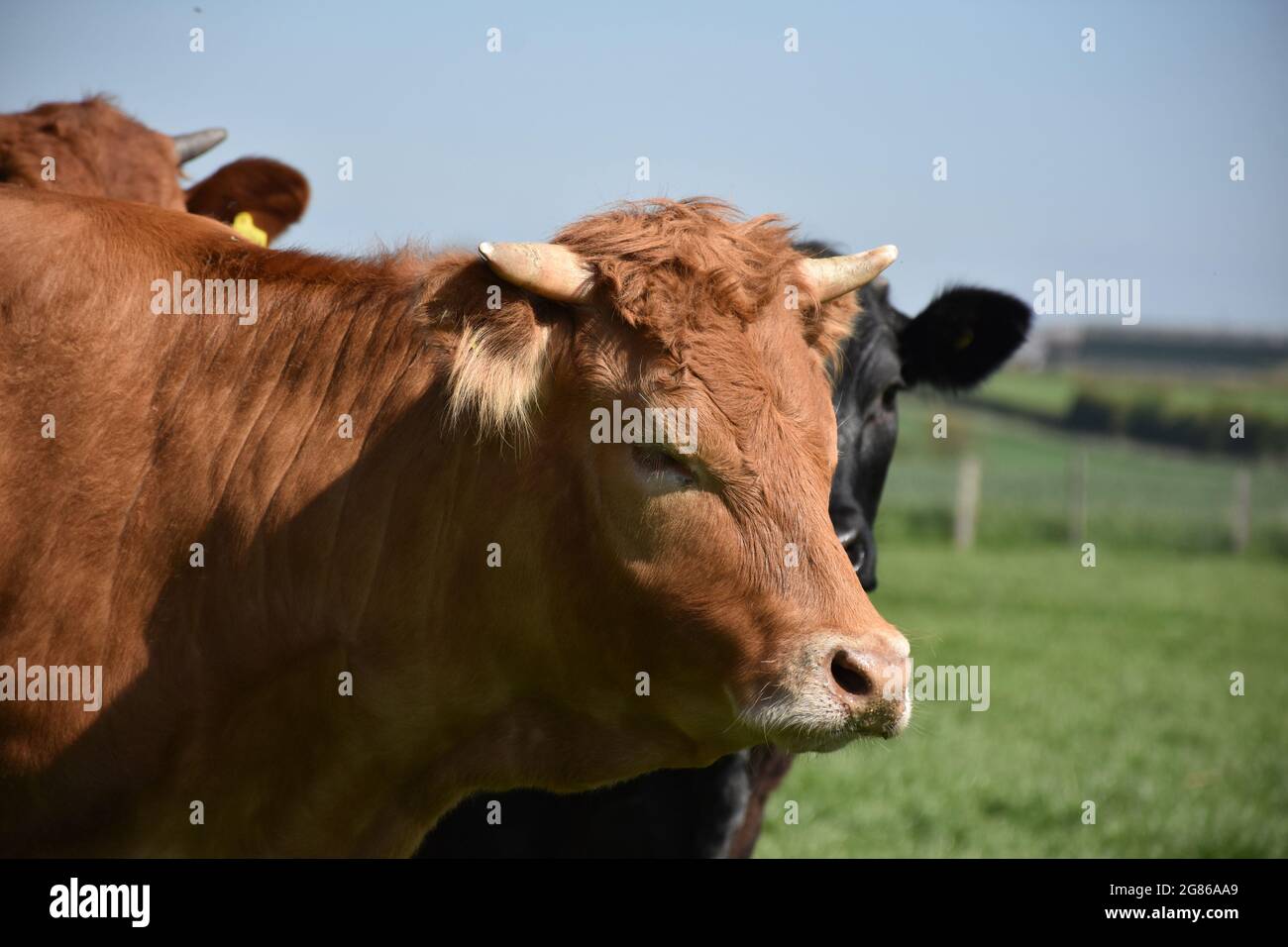 Beautiful large tan cow with small horns in England Stock Photo - Alamy