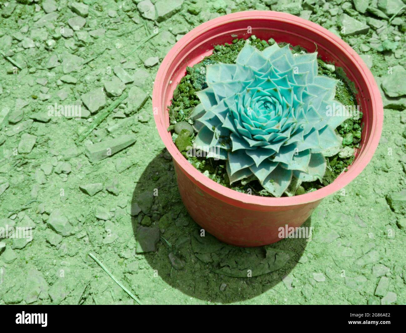 Flower shape cactus planted on pot at stone field, nature beauty image ...