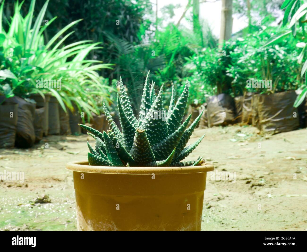 Single cactus on soil pot presented at asian garden field, nature ...