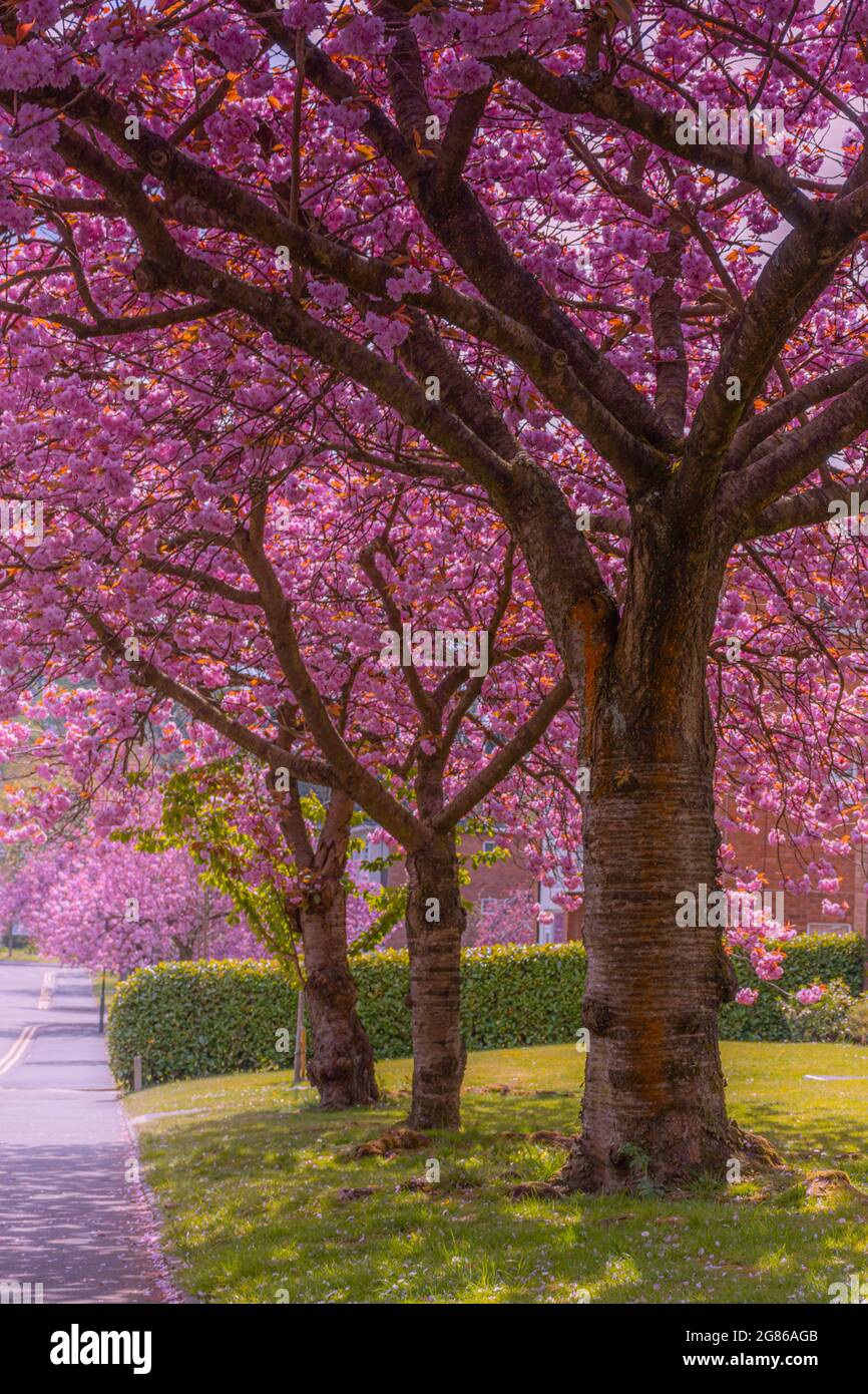 Pink sakura trees alley in a city Stock Photo - Alamy