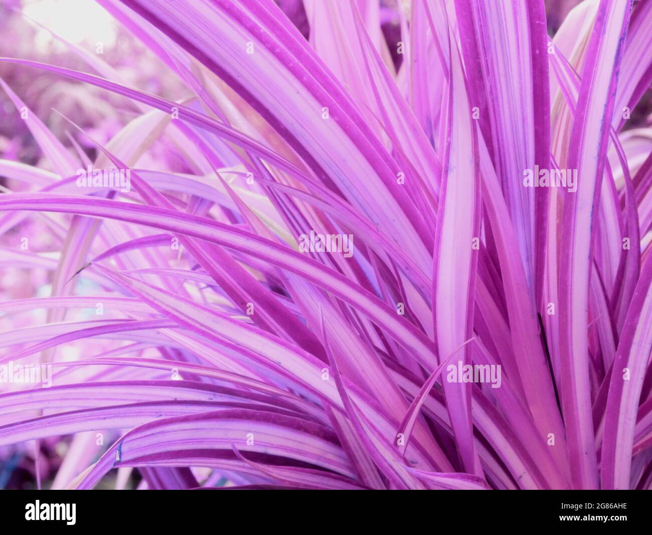 Purple color tropical grass side growth presented on frame at asian ...