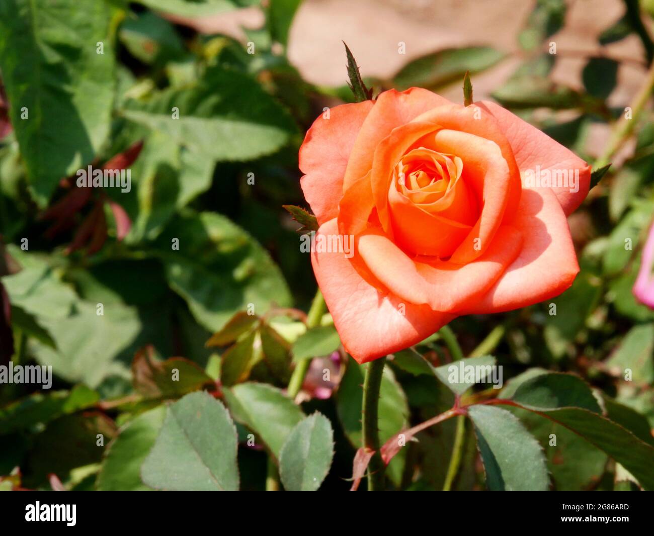 Asian Rose in orange color closeup shot at natural garden field Stock ...