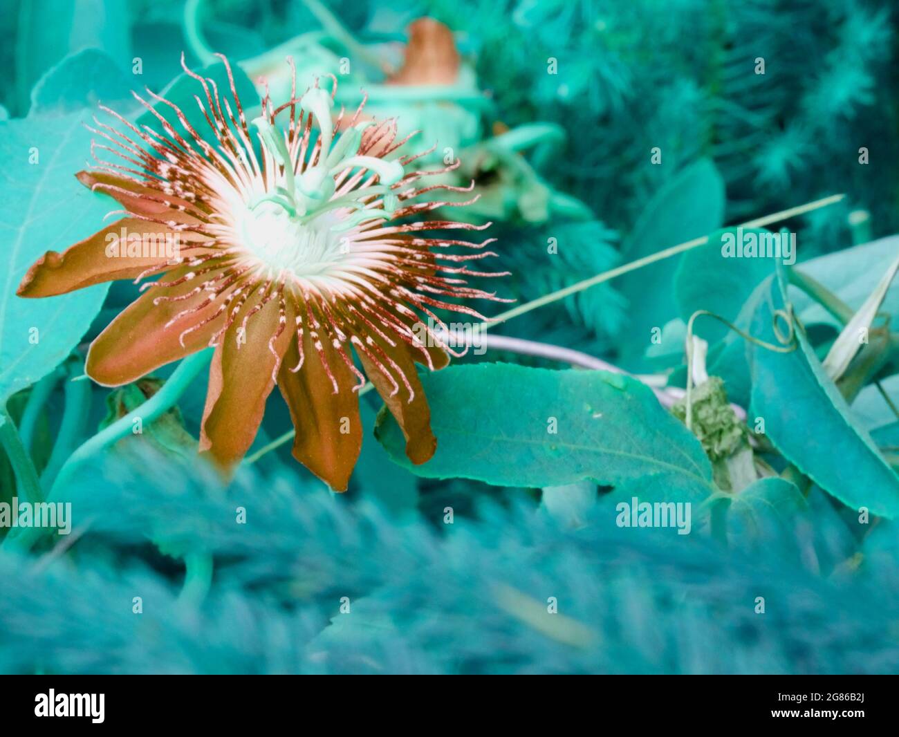 passiflora beautiful flower closeup shot at natural garden field ...