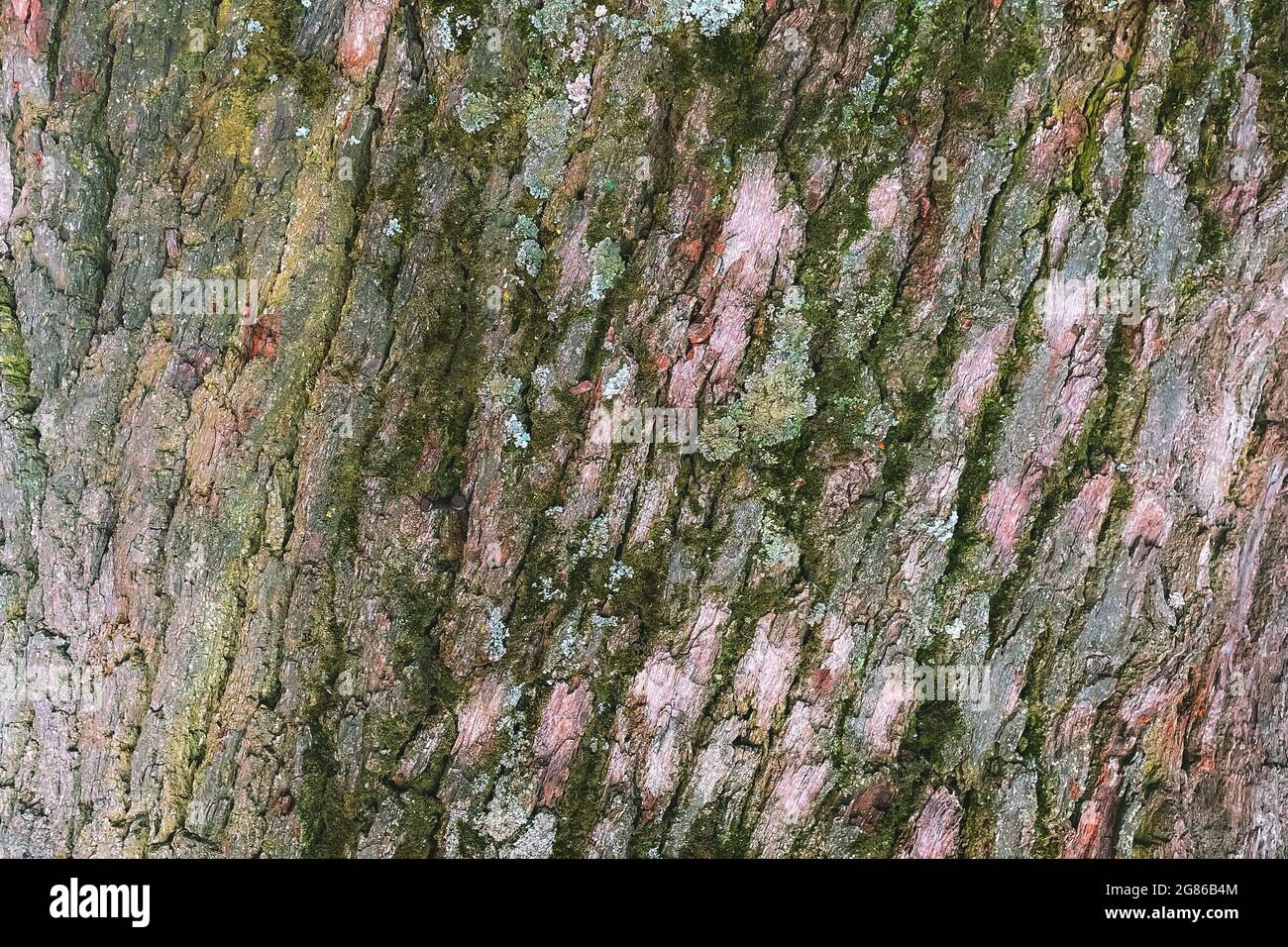Brown tree bark hi-res stock photography and images - Alamy