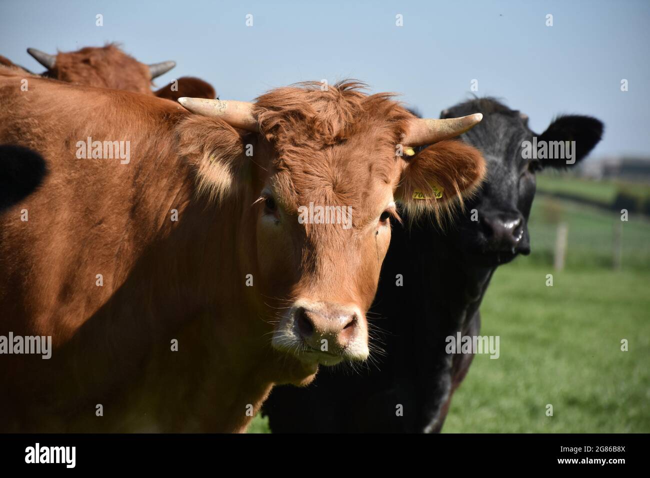 Adorable face of a tan cow with small protruding horns Stock Photo - Alamy