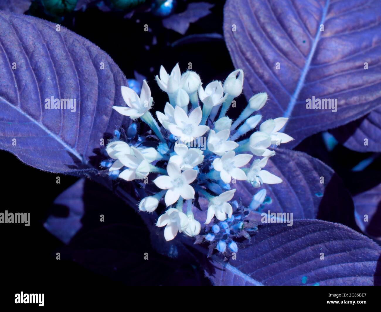 Mogra flowers image on center frame with purple leaves background ...