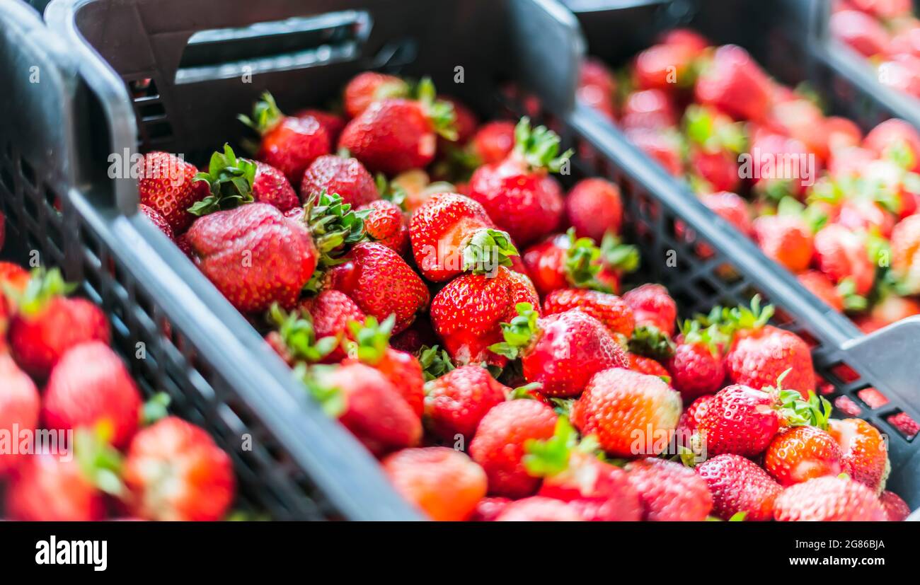 Fresh strawberries in plastic crates in a suppermarket Stock Photo - Alamy