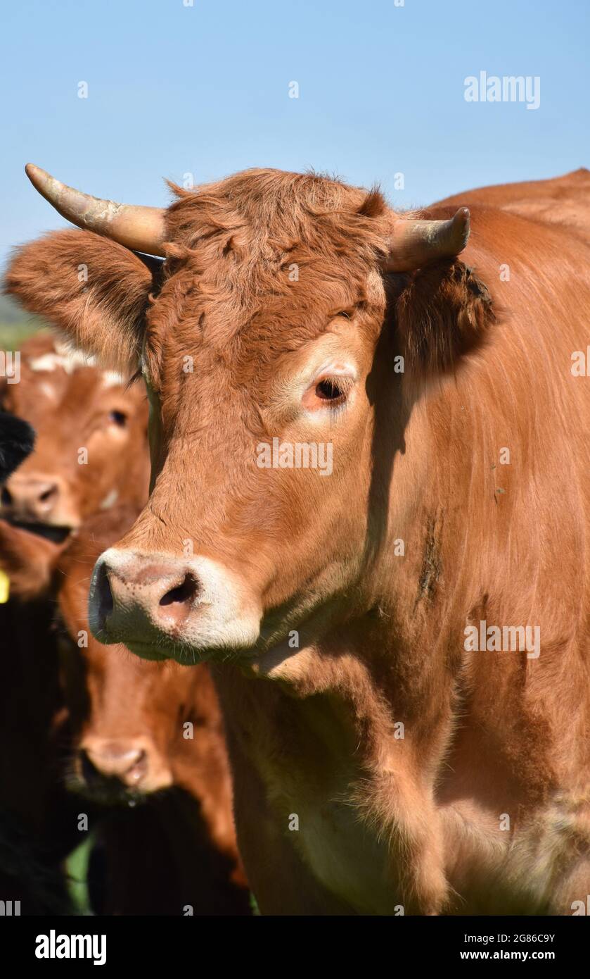 Beautiful tan bull standing with cows in the spring Stock Photo - Alamy