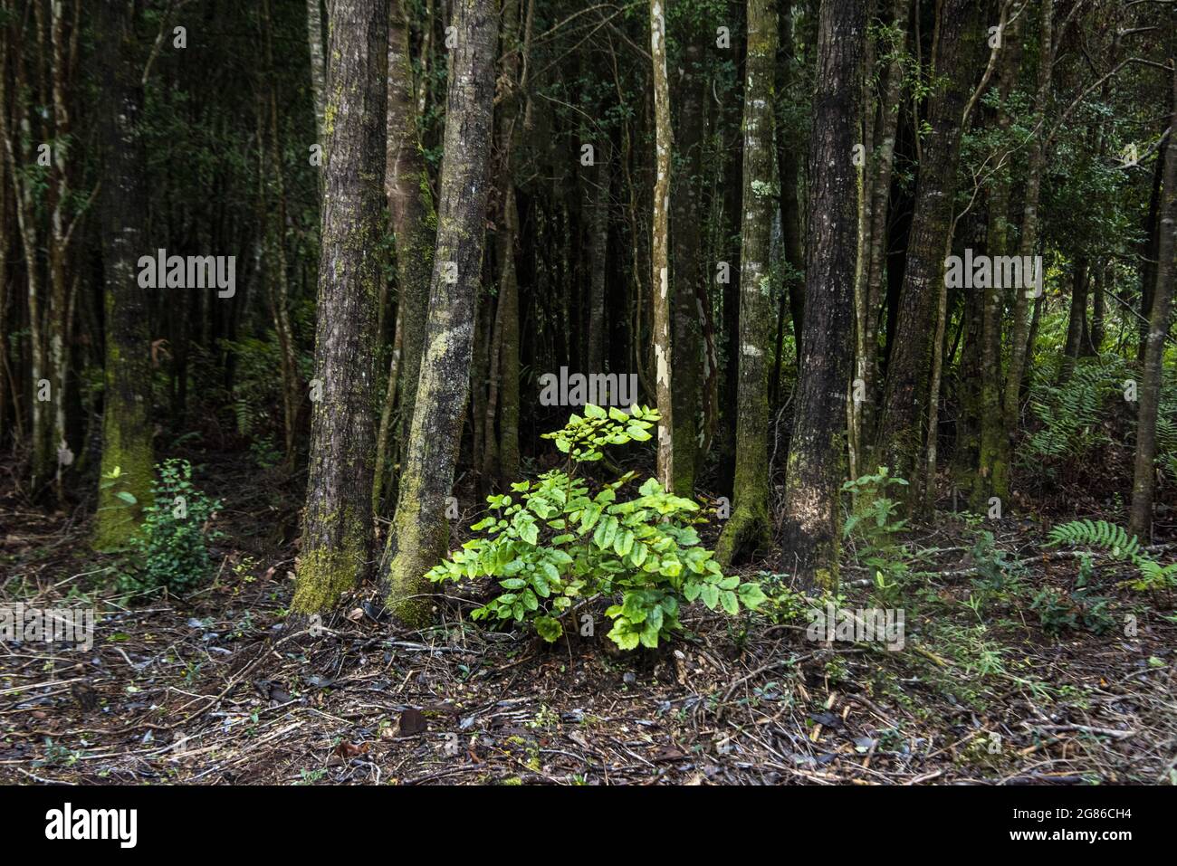 Closeup shot of a growing plant in a wet forest after the rain Stock ...