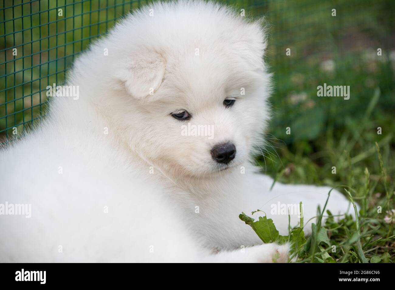 Funny Samoyed puppy in the summer garden on grass Stock Photo - Alamy